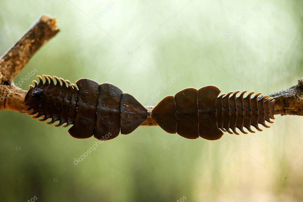 Hay tantos tipos de insectos a nuestro alrededor, sus formas son ...