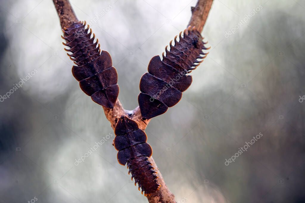 Hay tantos tipos de insectos a nuestro alrededor, sus formas son ...