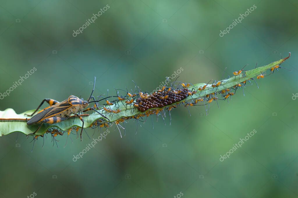 Tipos De Insectos Con Caracteristicas Y Fotos – eroppa
