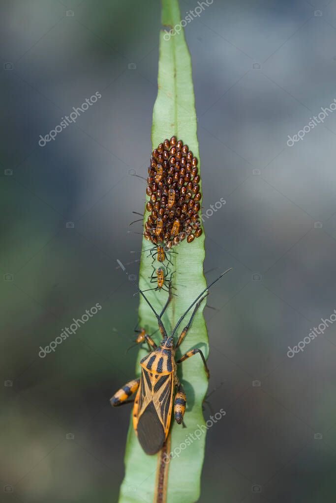 Hay tantos tipos de insectos a nuestro alrededor, sus formas son ...