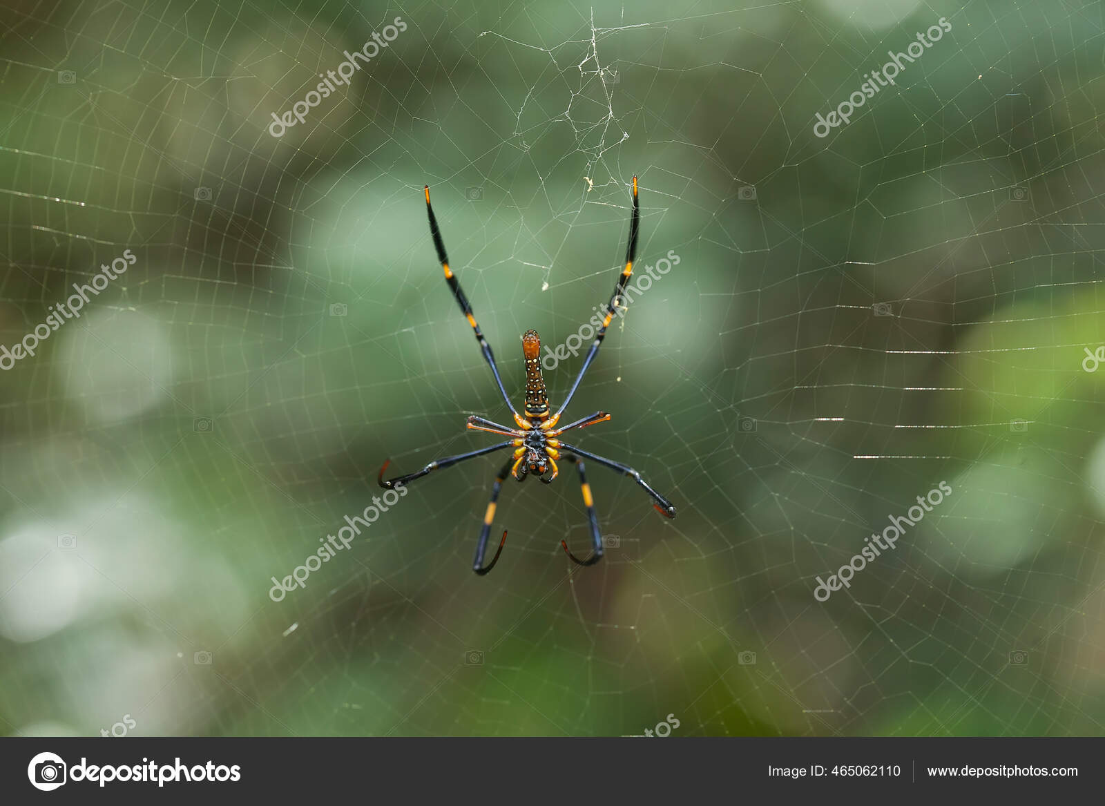 Long Horned Orb Weaver Spider Lives Predominantly Primary Forest ...