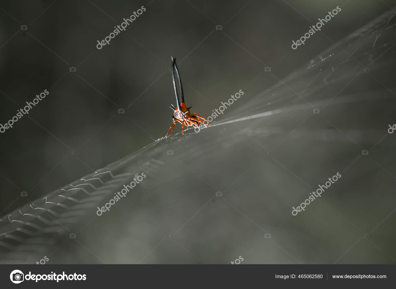 Long Horned Orb Weaver Spider Lives Predominantly Primary Forest ...