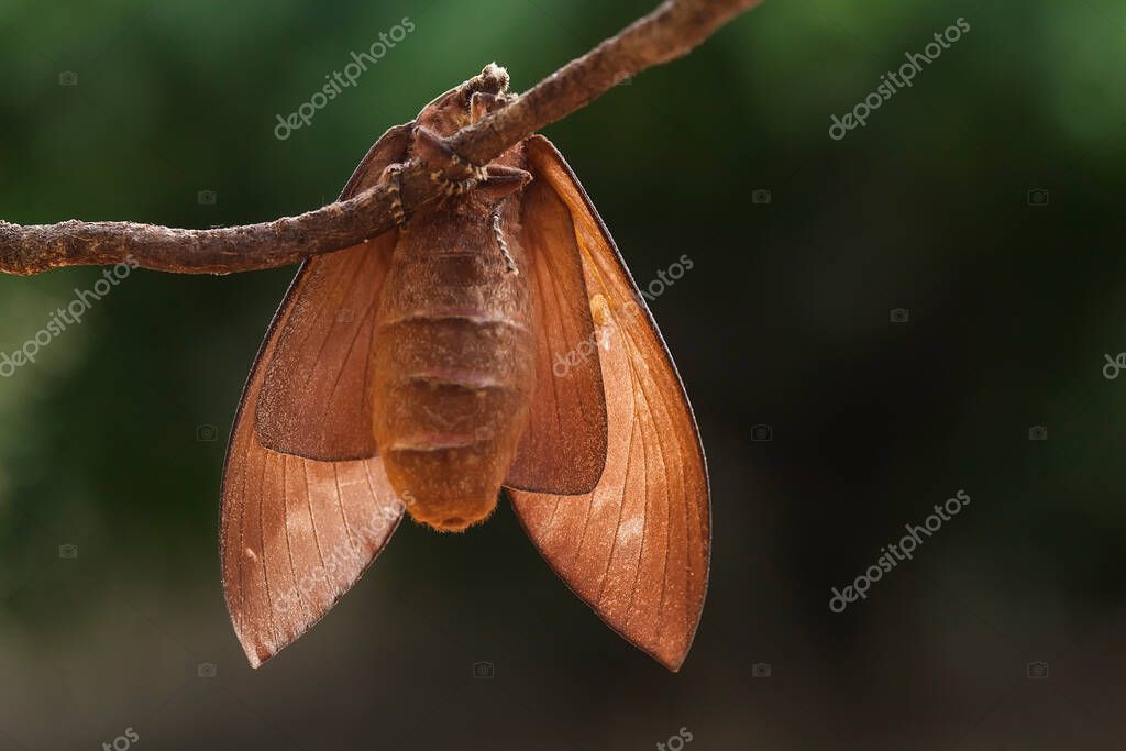 Varios tipos de insectos están alrededor de nosotros son parte de la ...