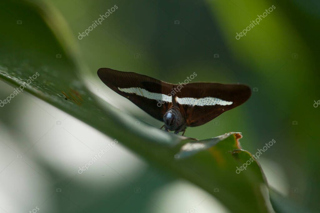 Varios tipos de insectos están alrededor de nosotros son parte de la ...