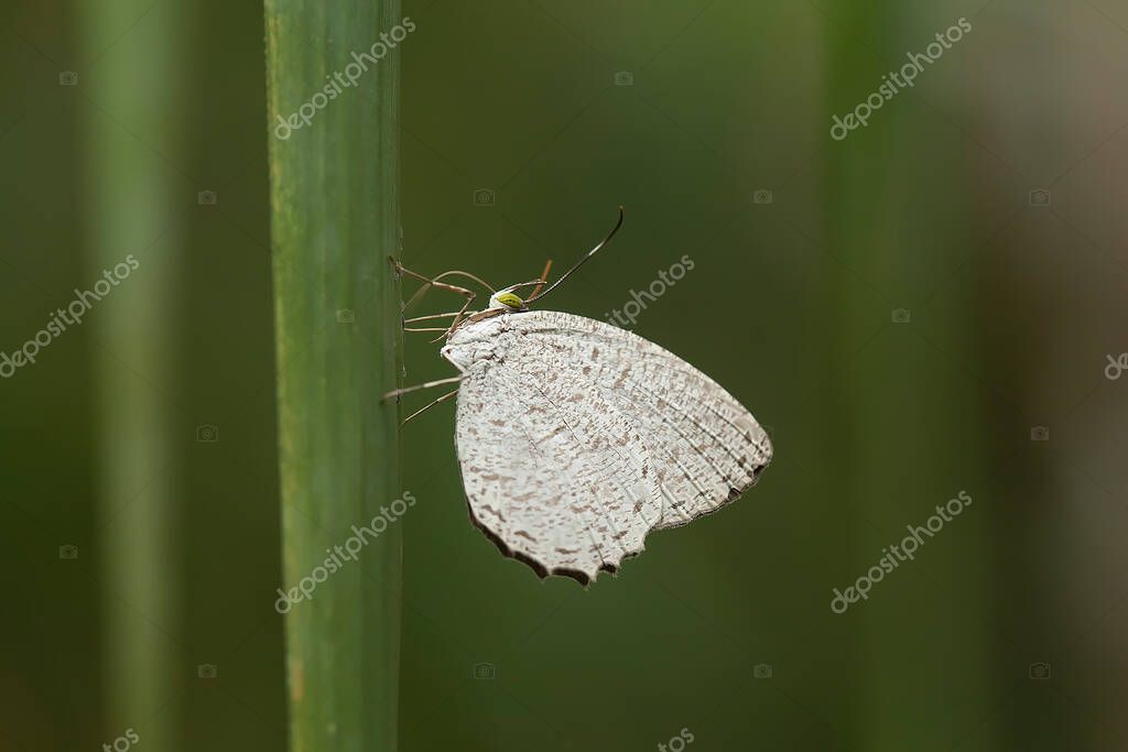 Varios tipos de insectos están alrededor de nosotros son parte de la ...