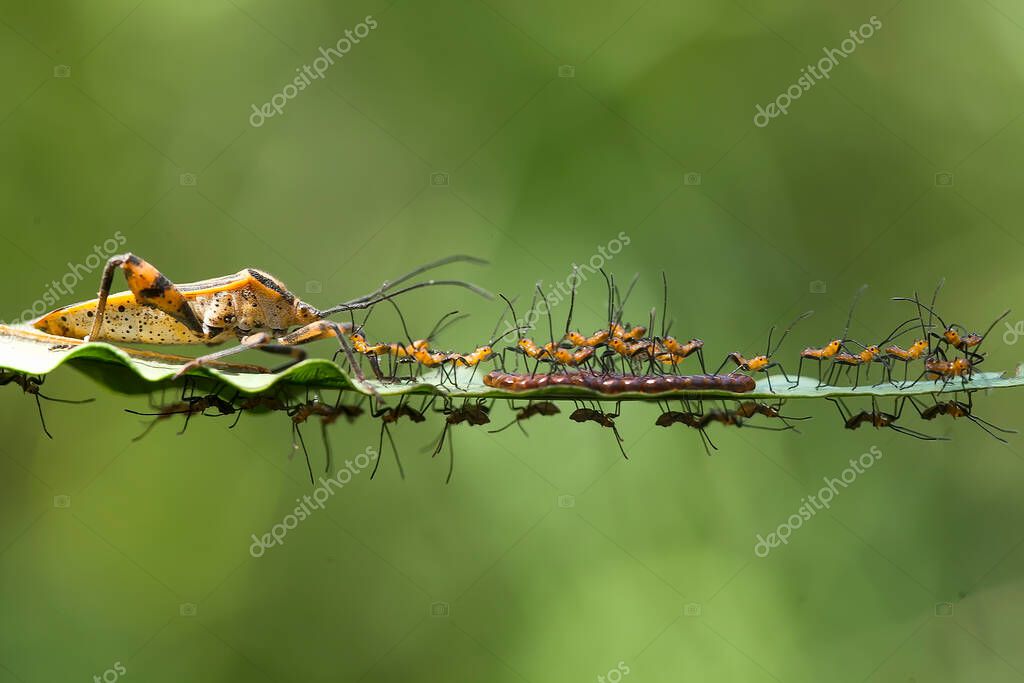 Varios tipos de insectos están alrededor de nosotros son parte de la ...