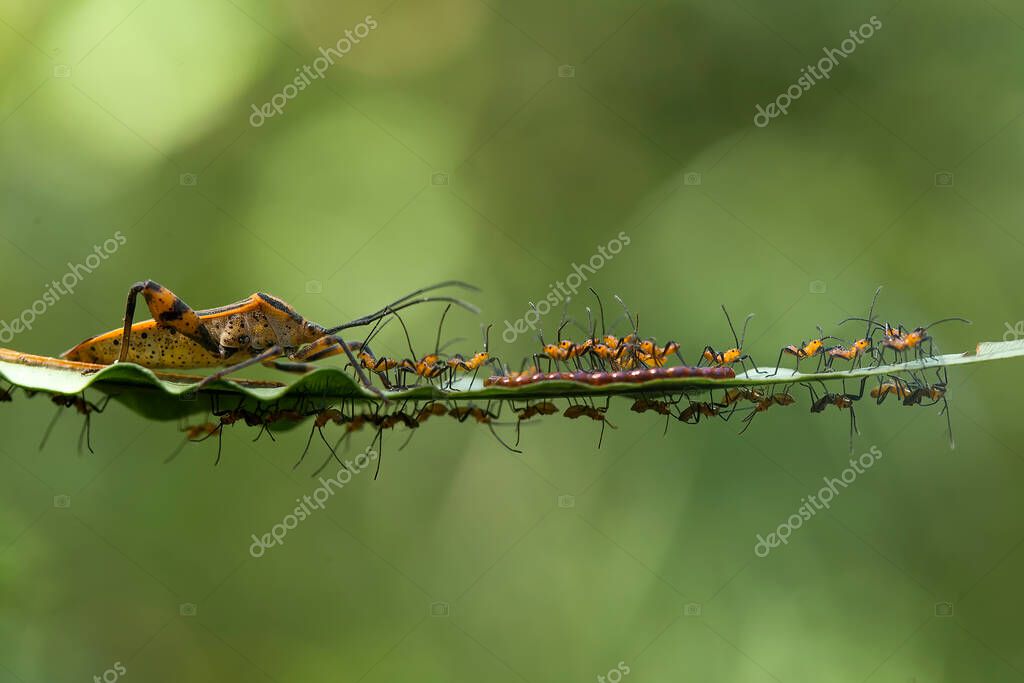 Varios tipos de insectos están alrededor de nosotros son parte de la ...