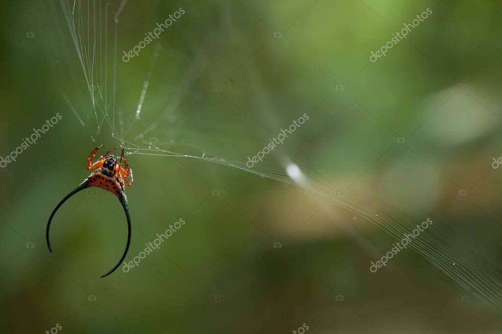 Varios tipos de insectos est n alrededor de nosotros son parte de la ...