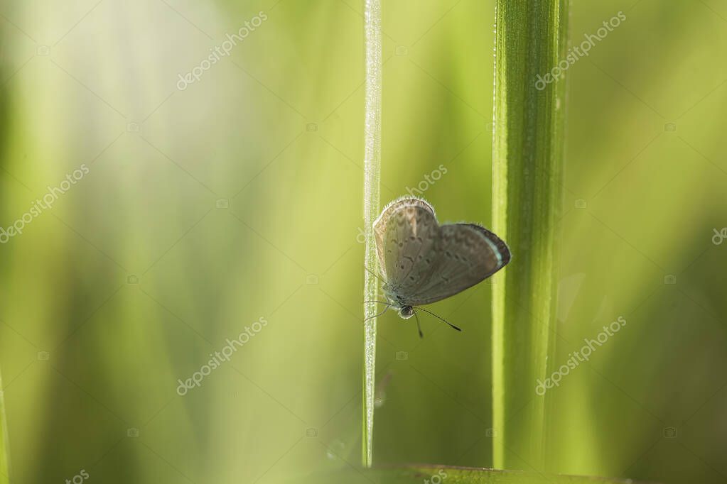 Varios tipos de insectos están alrededor de nosotros son parte de la ...