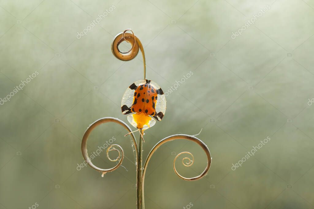 Varios tipos de insectos están alrededor de nosotros son parte de la ...