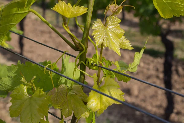 Closeup of a vine plant tendril wrapping a wire - Stock Image - Everypixel