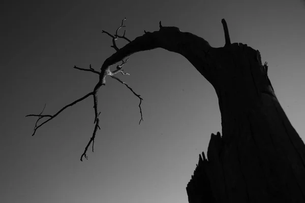Tree of fear shot Stock Photos, Royalty Free Tree of fear shot Images ...