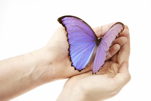 Hands holding a blue butterfly — Stock Photo © carlosphotos #12847408