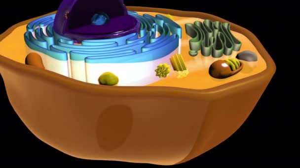Plant Cell Animation — Stock Video © UsulMoadib #463800838