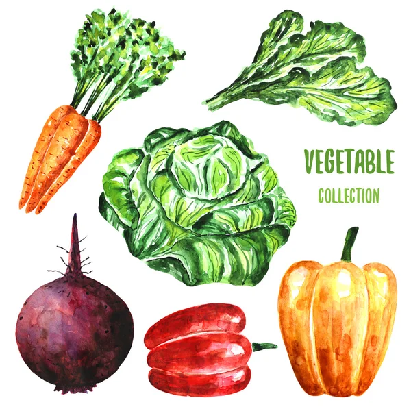 Watercolor vegetables Stock Photos, Royalty Free Watercolor vegetables ...
