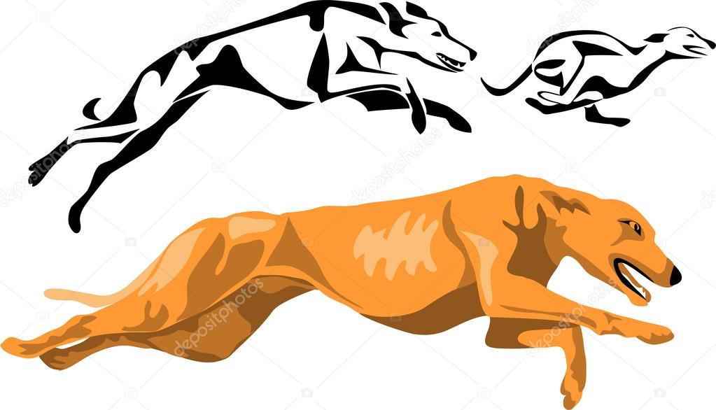 Greyhound Vector