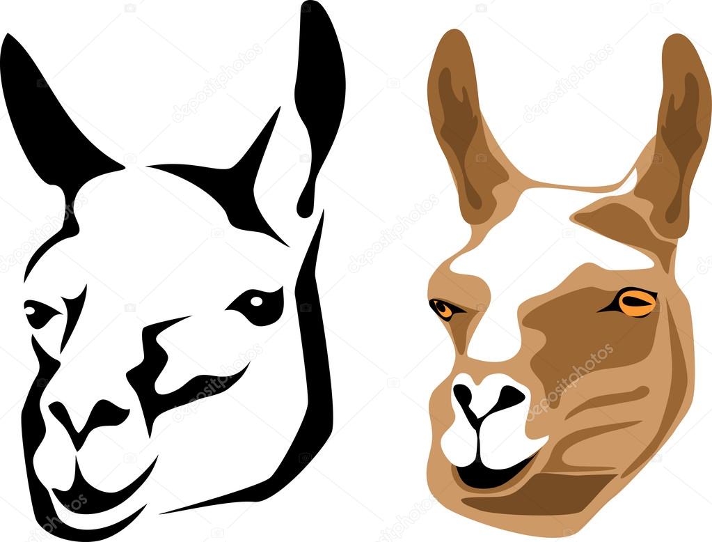 Llama Stock Vector Image by ©bokononist #81363070