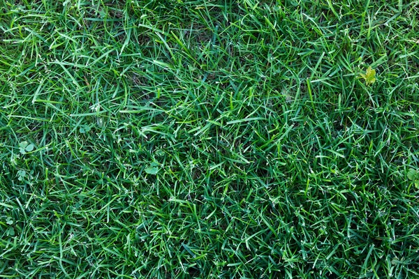 Pasto bermuda Stock Photos, Royalty Free Pasto bermuda Images ...