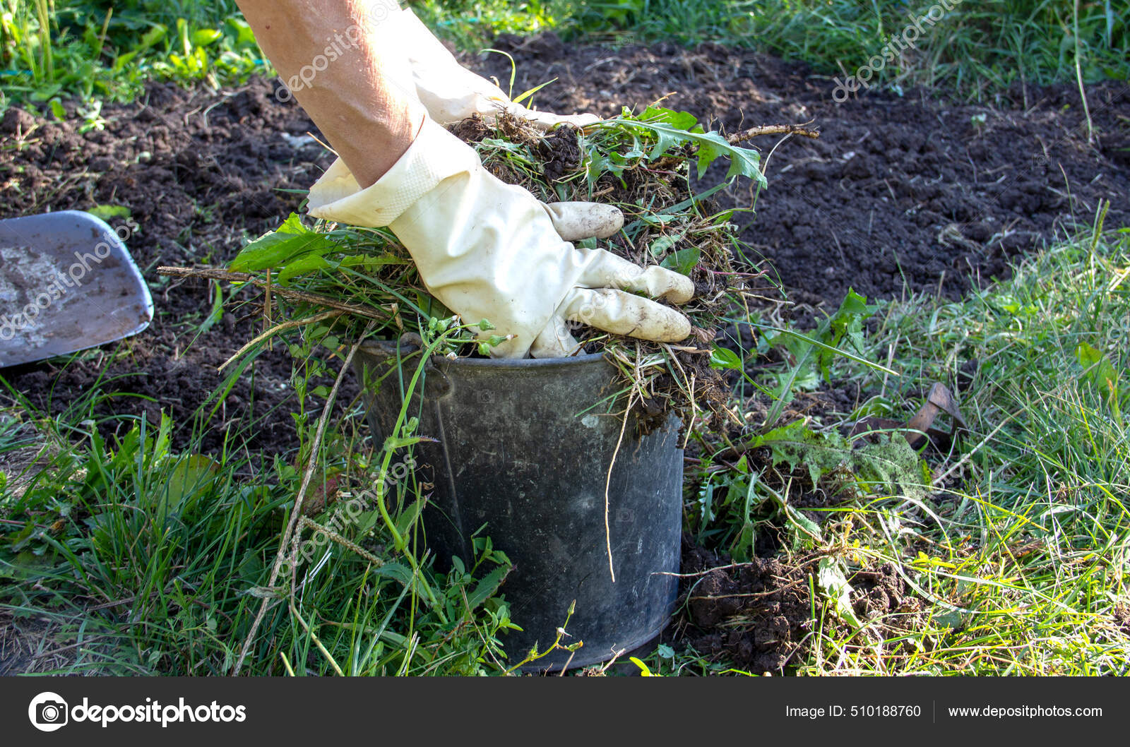 Hands Collect Grass Put Compost Bucket Clearing Weeds Garden Weeding ...