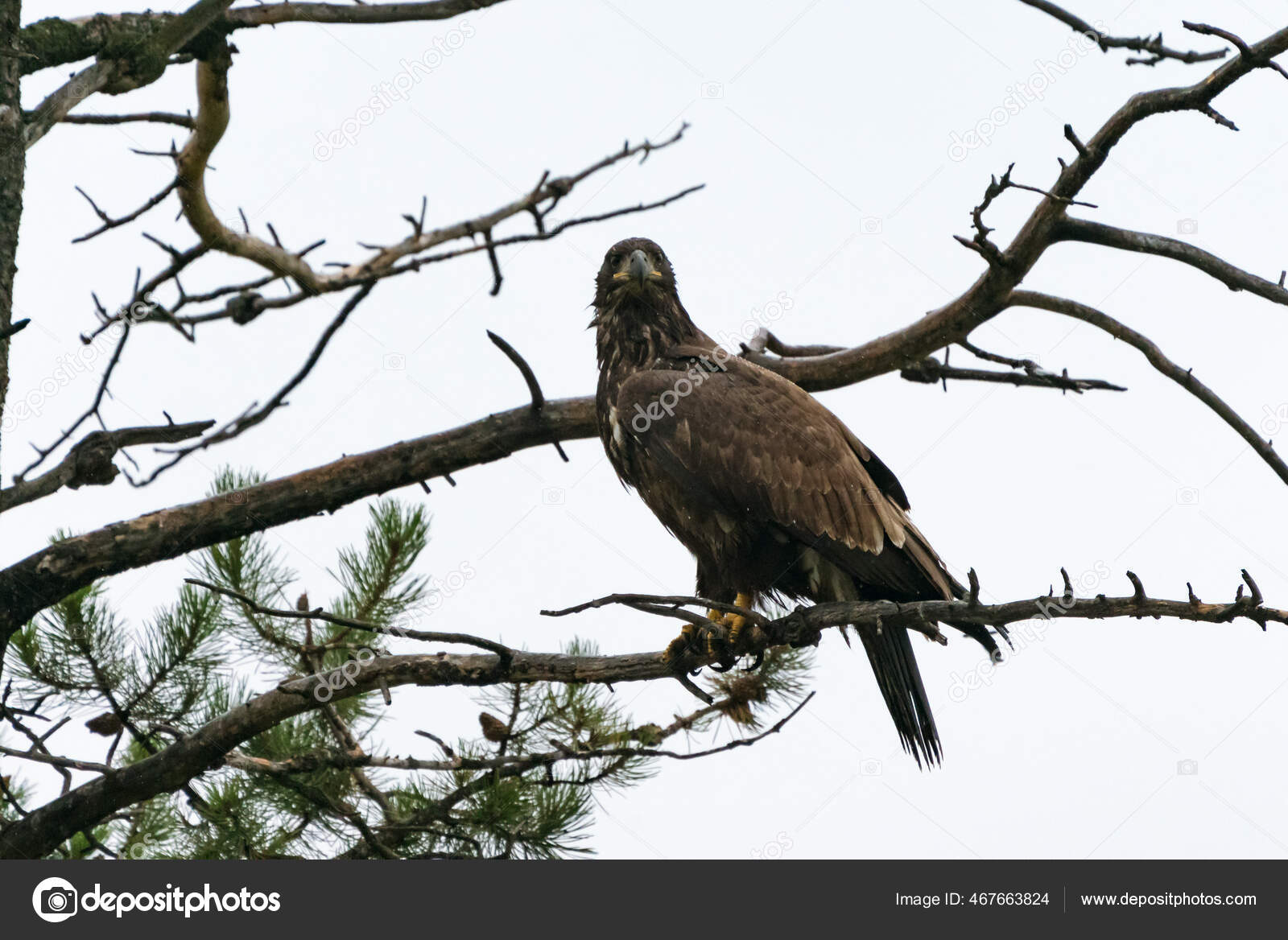 Águila Dorada Sentada Árbol Día Lluvioso Pájaro Presa Aquila Chrysaetos — Foto de stock ...