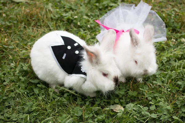 Rabbits in clothes Stock Photos, Royalty Free Rabbits in clothes Images ...