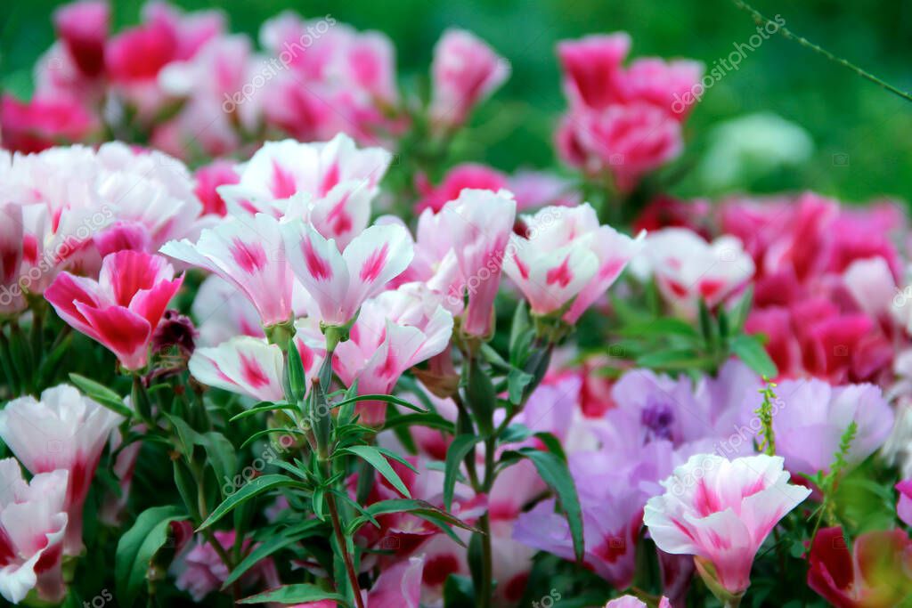 Enfoque suave de flores de godetia rosa en un campo 2022