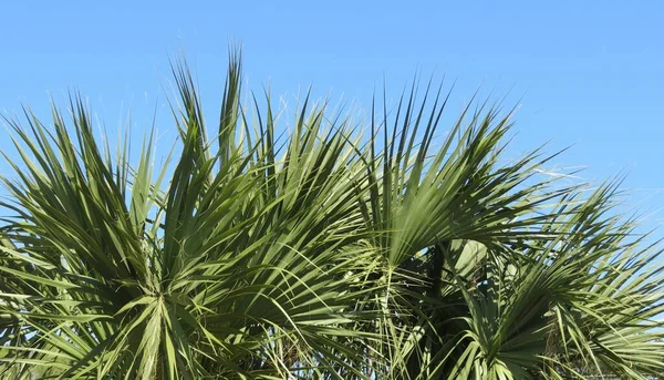 Saw palmetto trees Stock Photos, Royalty Free Saw palmetto trees Images ...