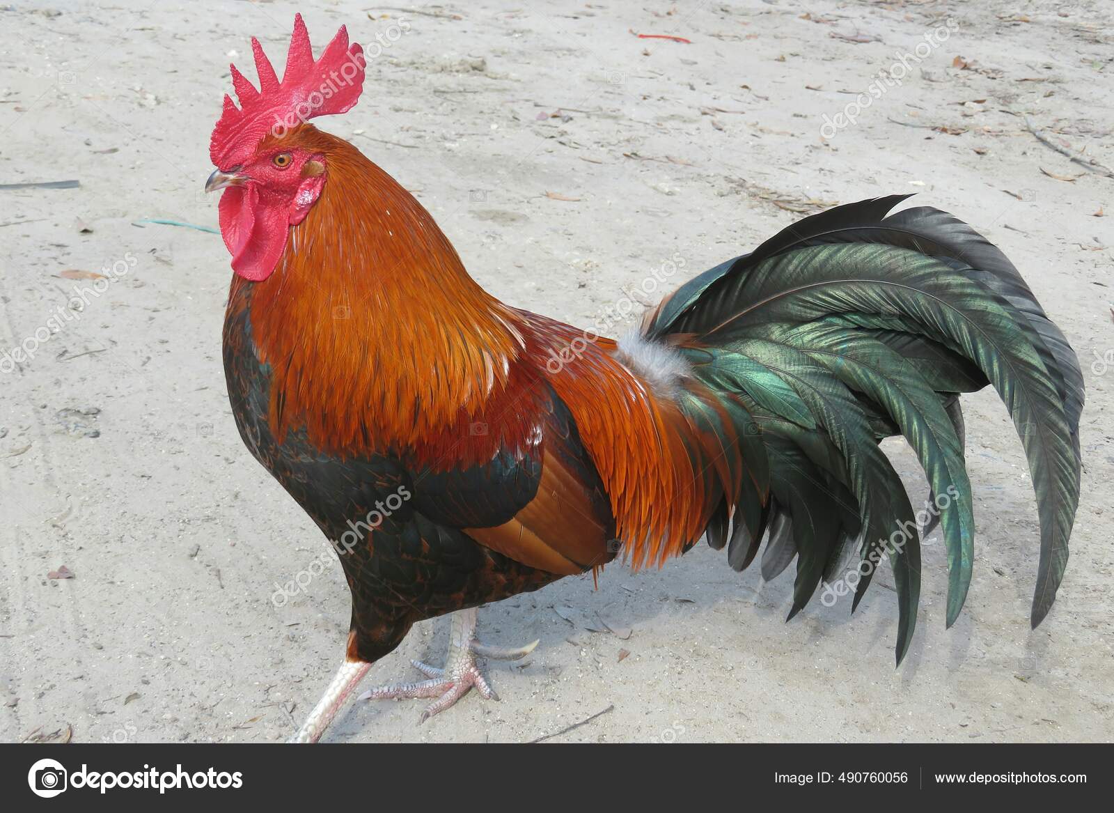 Red Rooster Walks Yard — Stock Photo © Natalya50125 #490760056