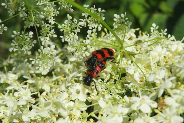 Mating trichodes apiarius escarabajo en flores de saúco blanco 2024