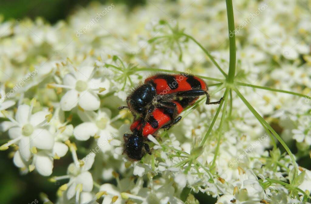 Mating trichodes apiarius escarabajo en flores de saúco blanco 2022