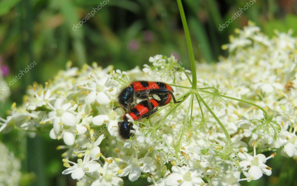 Mating trichodes apiarius escarabajo en flores de saúco blanco 2022