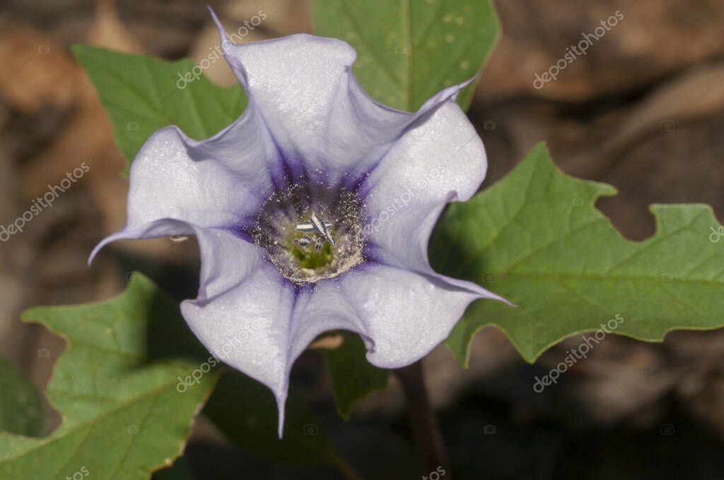 Vista de cerca de una flor de estramonio Datura de color blanco púrpura ...