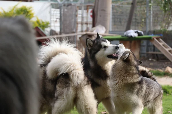 Imágenes de Chloe and zoey hypnotized wolf sisters fur libres de ...