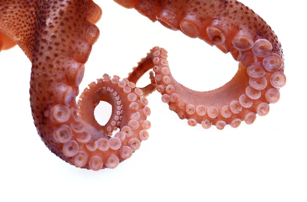 Polvo lado Stock Photos, Royalty Free Polvo lado Images | Depositphotos