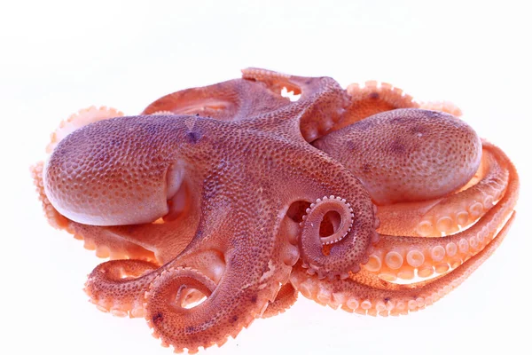 Partes de polvo Stock Photos, Royalty Free Partes de polvo Images ...