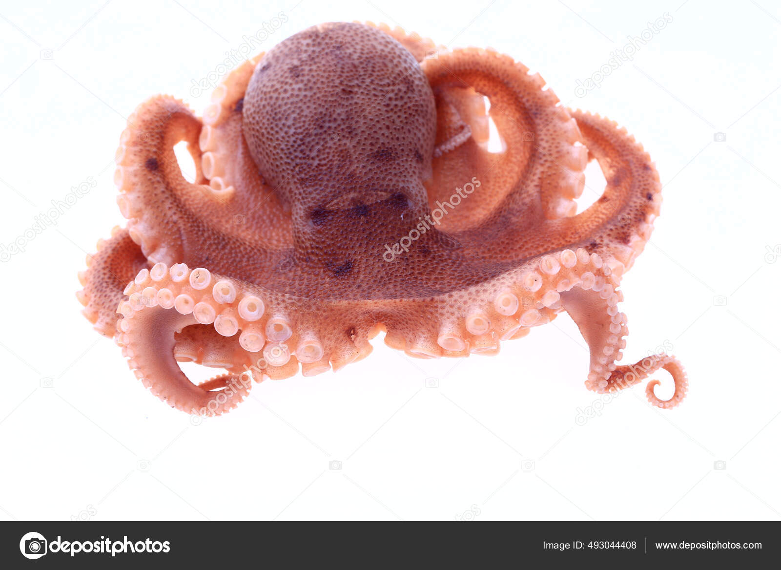 Octopus White Background — Stock Photo © DeminPan #493044408