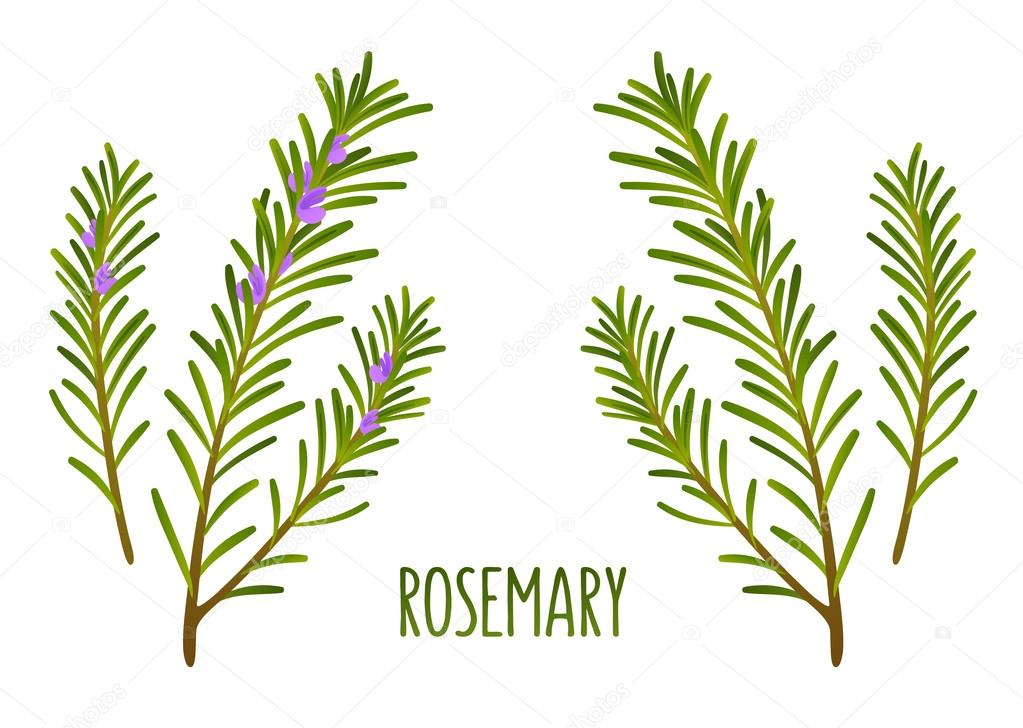 Rosemary sprigs — Stock Vector © Sudowoodo #84395850