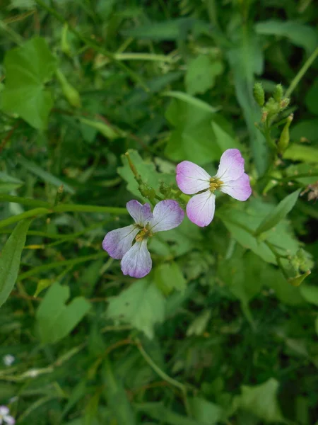Flor invasiva Stock Photos, Royalty Free Flor invasiva Images ...