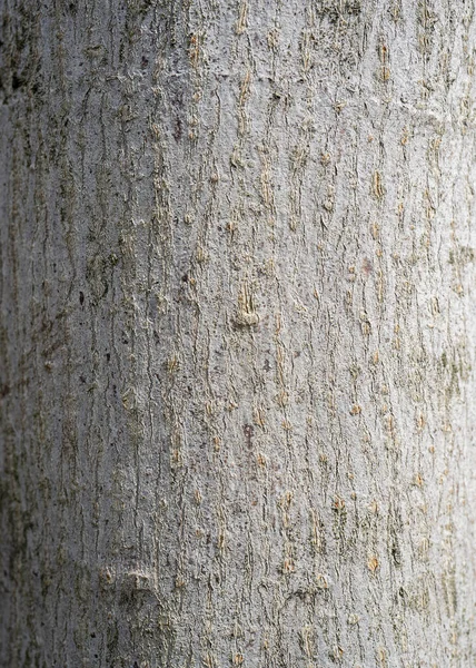 Birch seamless texture Stock Photos, Royalty Free Birch seamless ...