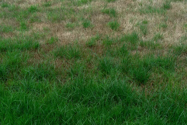 Regime de relva seca Imagens de Stock de Arte Vetorial | Depositphotos