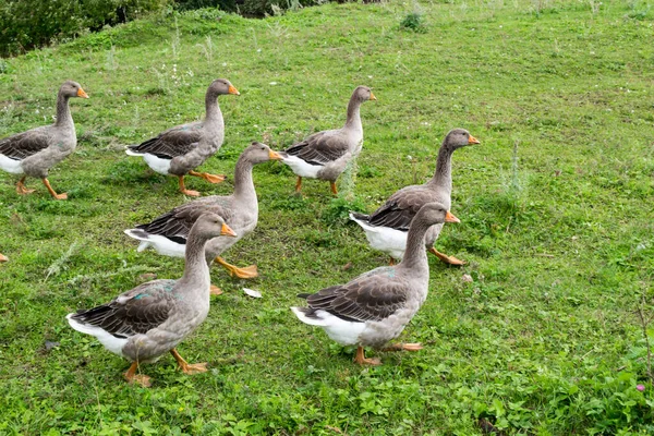 Formation of geese Stock Photos, Royalty Free Formation of geese Images ...