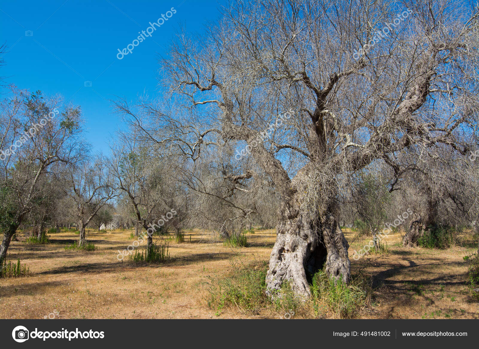 Infested Olive Trees Bacterium Xylella Fastidiosa Salento Puglia Italy ...