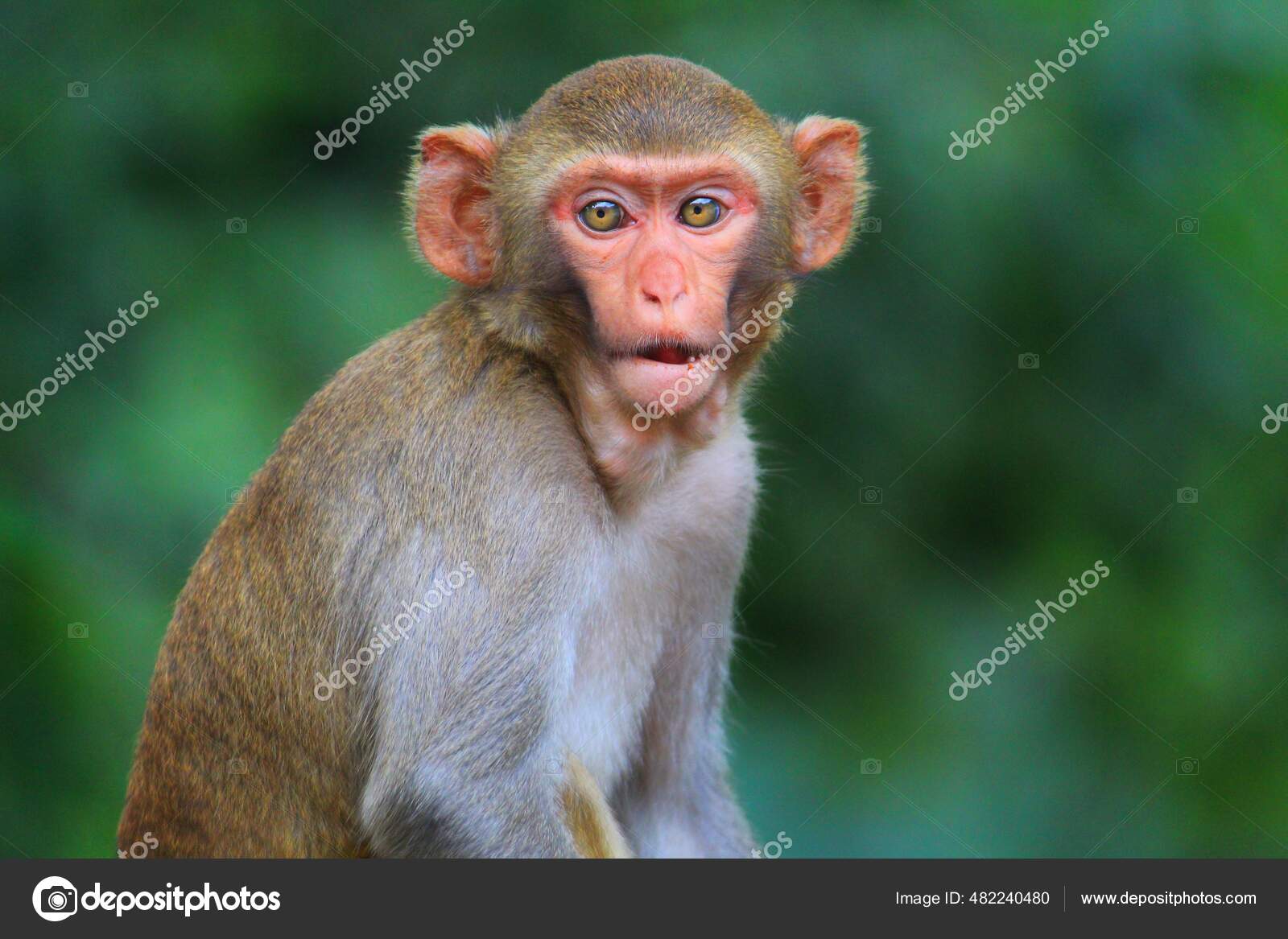 Young Innocent Looking Macaque Monkey Sitting Isloated Nice Blur ...