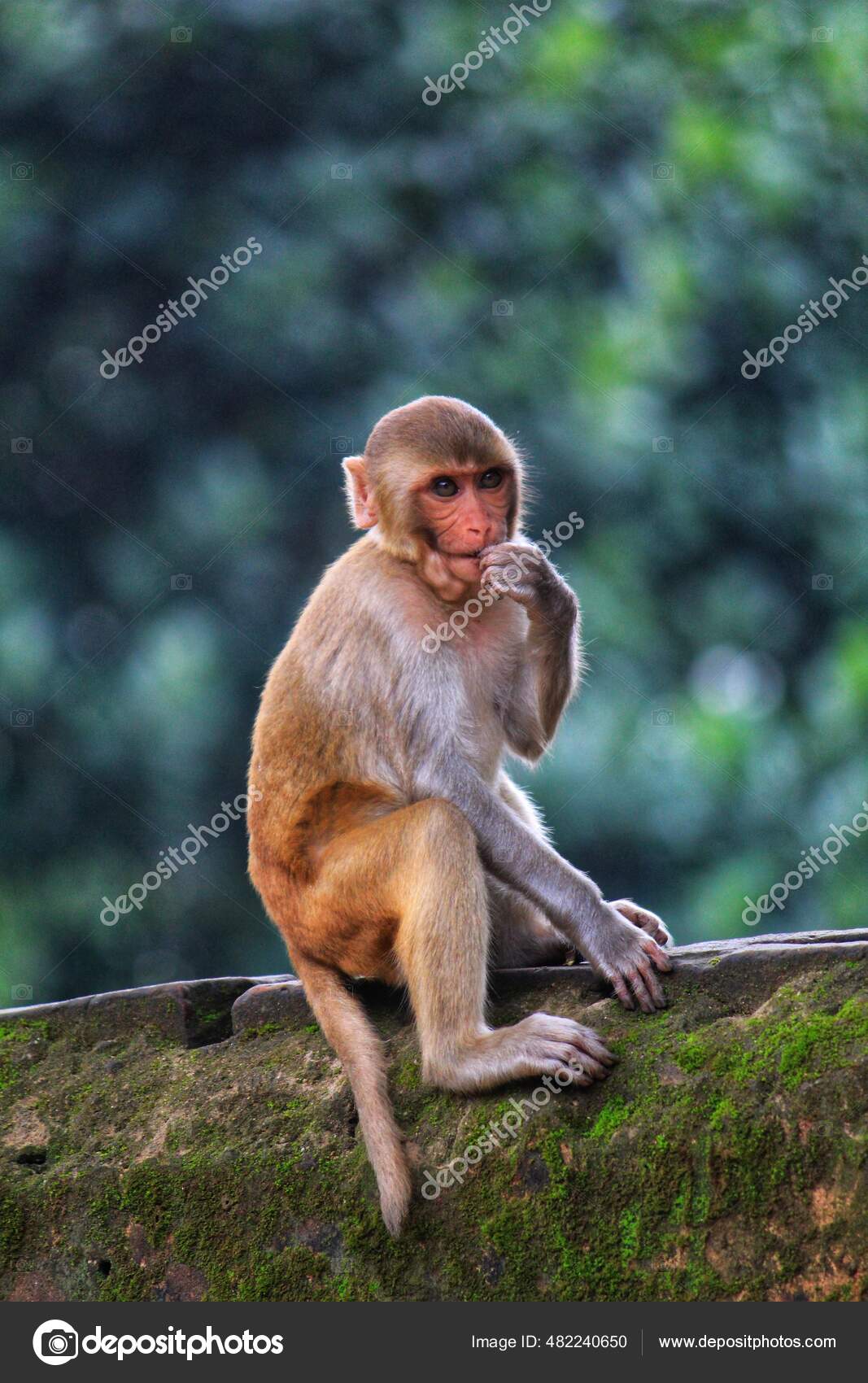 Young Innocent Looking Macaque Monkey Sitting Isloated Nice Blur ...