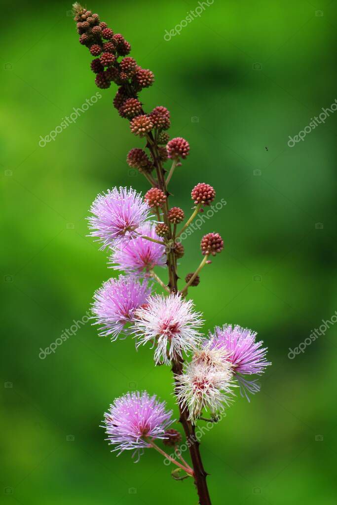 diente de león colorido como flor de acacia babul árbol amarillo babool ...