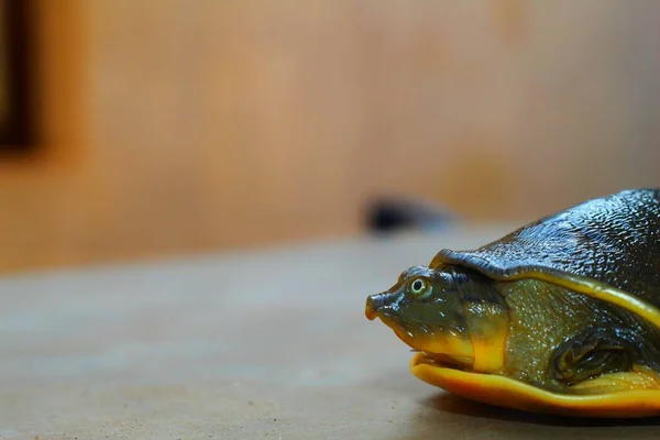 Soup turtle Stock Photos, Royalty Free Soup turtle Images | Depositphotos