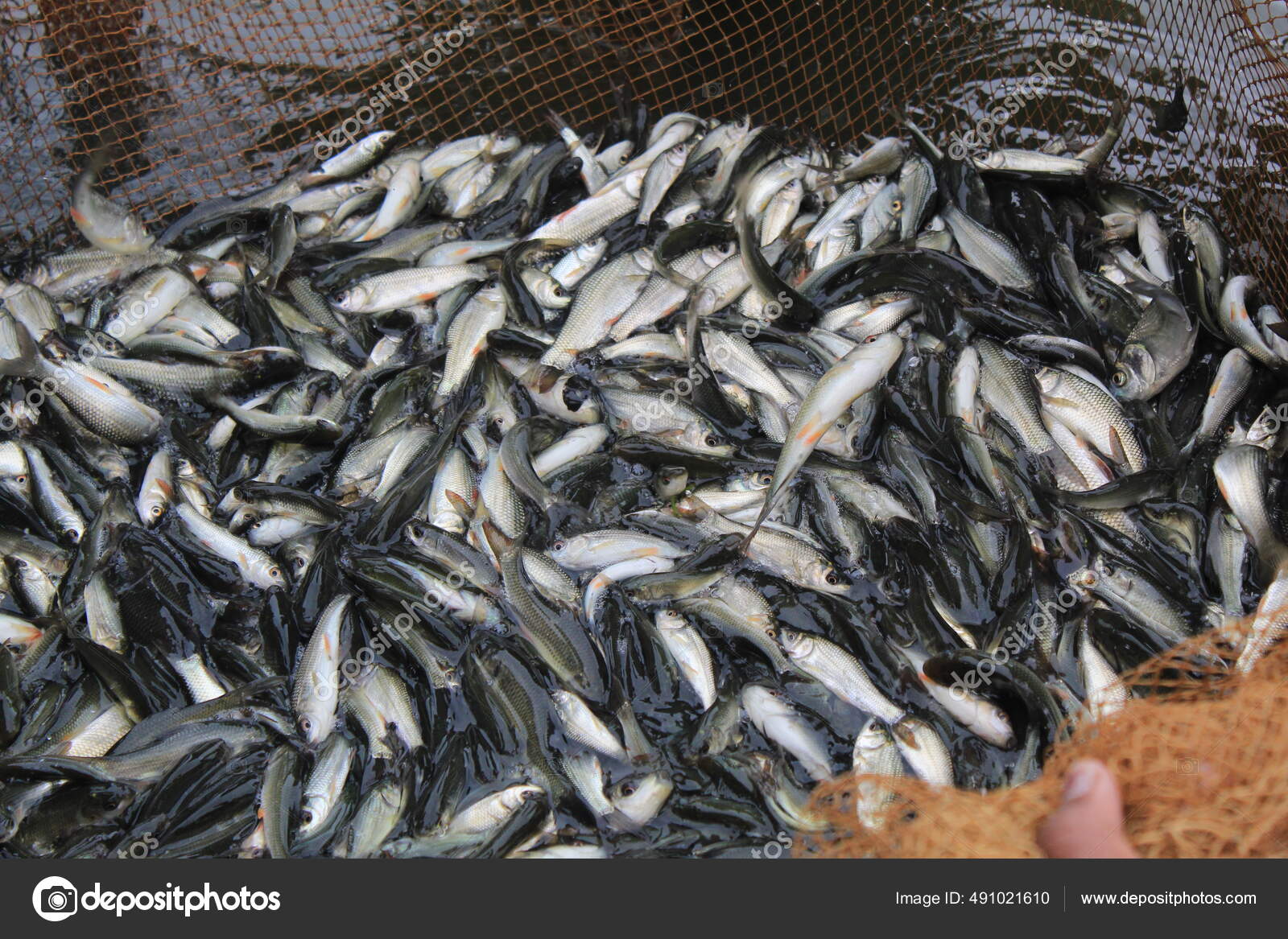 Fish Seed Stocking Fish Farming Pond Prestocking Management ...