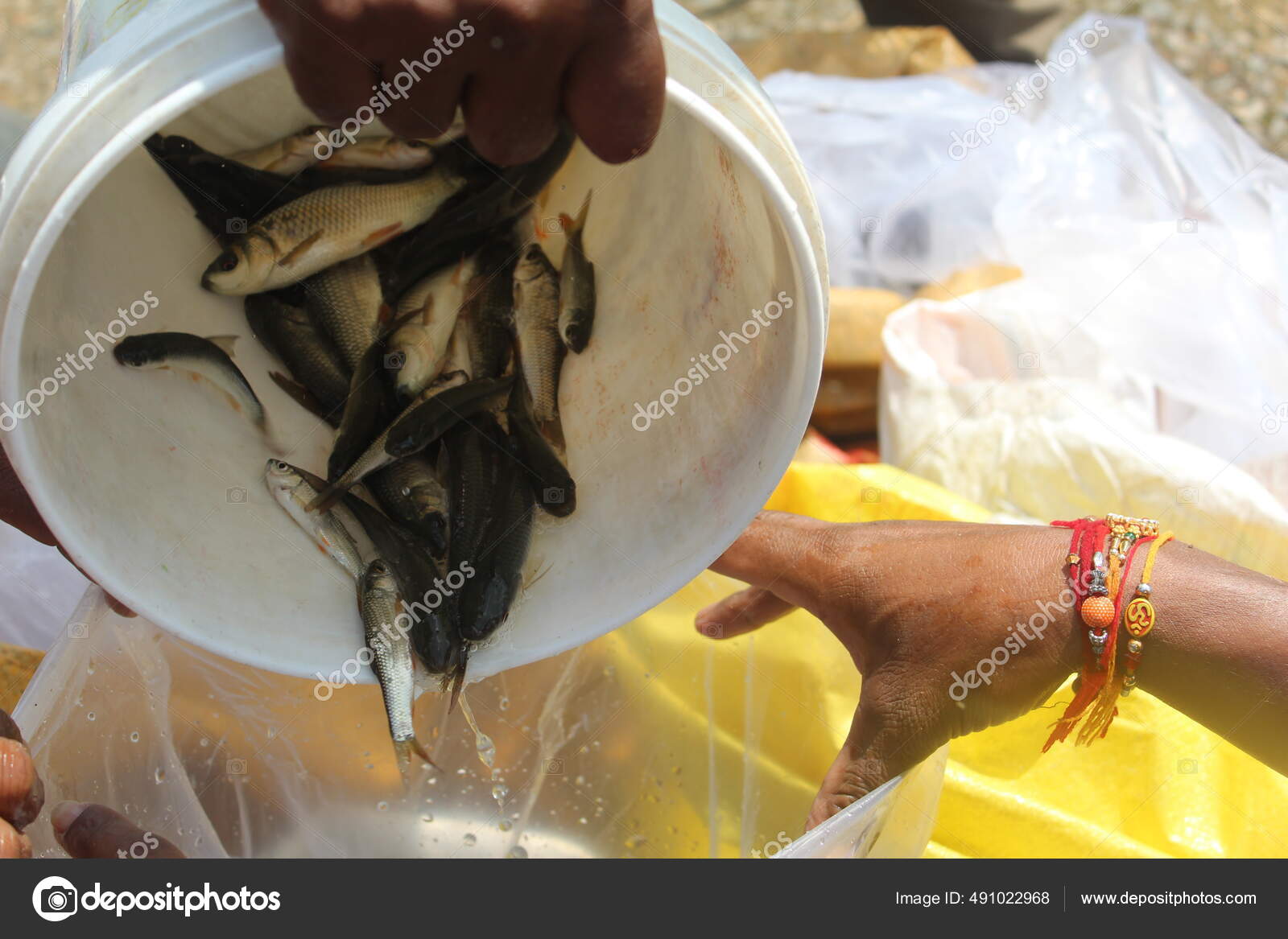 Fish Fingerling Seed Packaging Fish Hatchery India Fish Seed Stocking ...