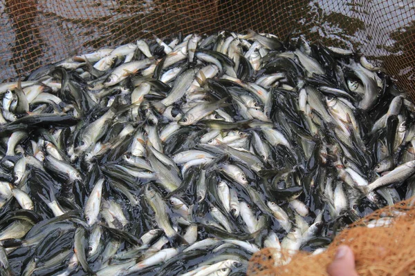 Pisciculture Stock Photos, Royalty Free Pisciculture Images | Depositphotos