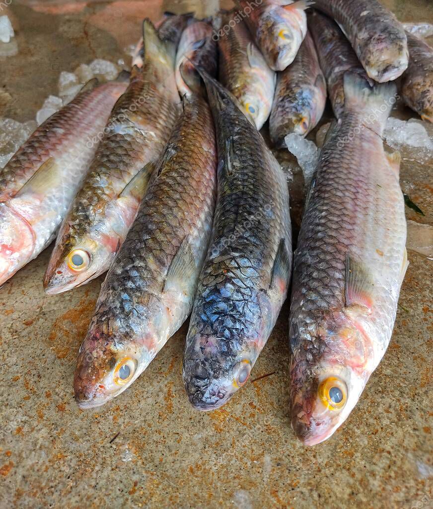 Gran deliciosa mugil salmonete gris cefalia venta de pescado en el ...